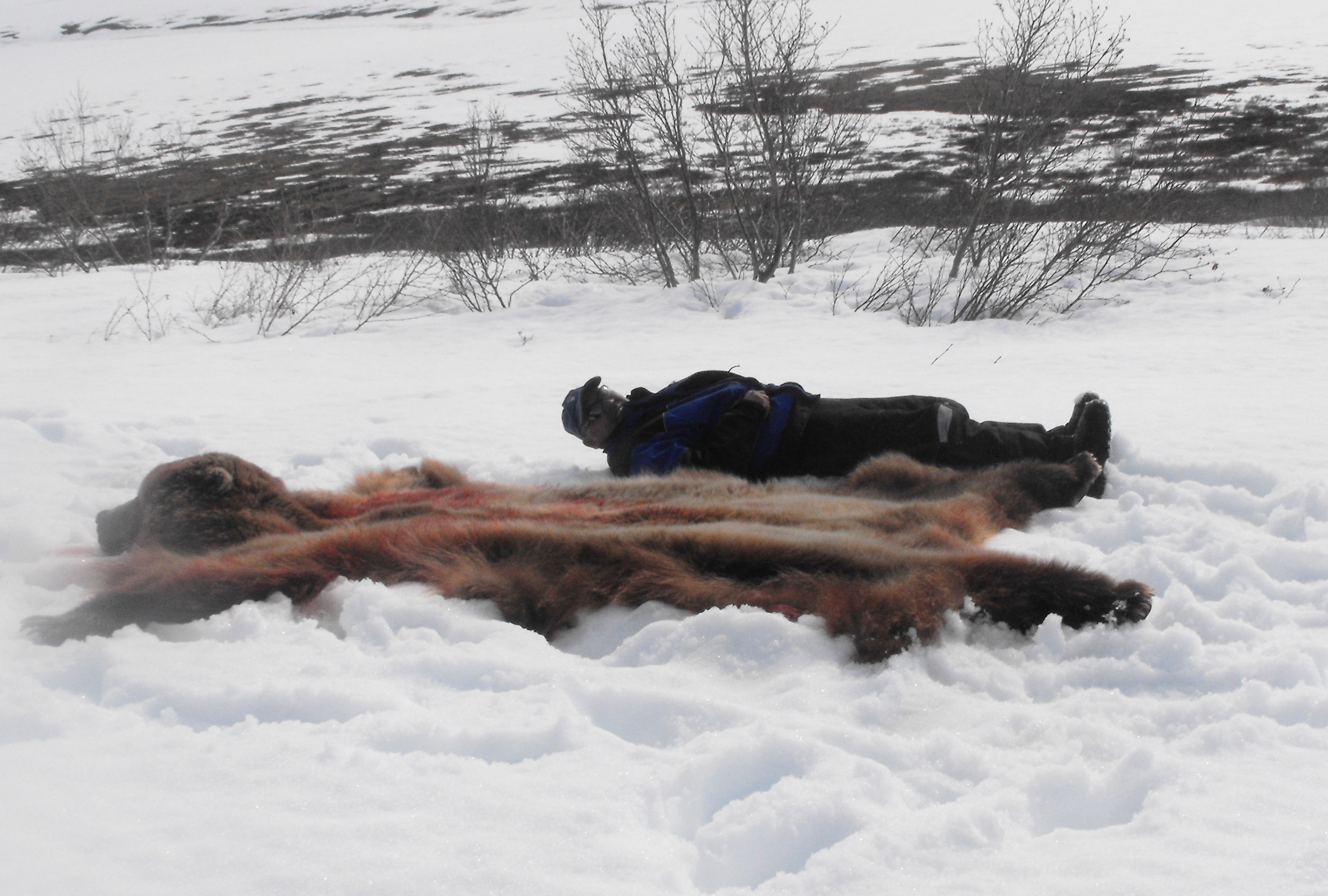 Council Alaska Safaris | Grizzly Bear Hunts