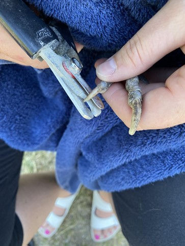 How to Safely Clip Chicken Nails – Flockjourney