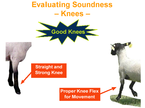 Characteristics for Selecting a Winning Show Sheep