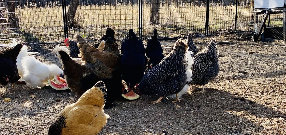 How to Integrate Your Chicken Flocks