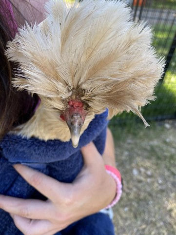 How to Safely Clip Chicken Nails