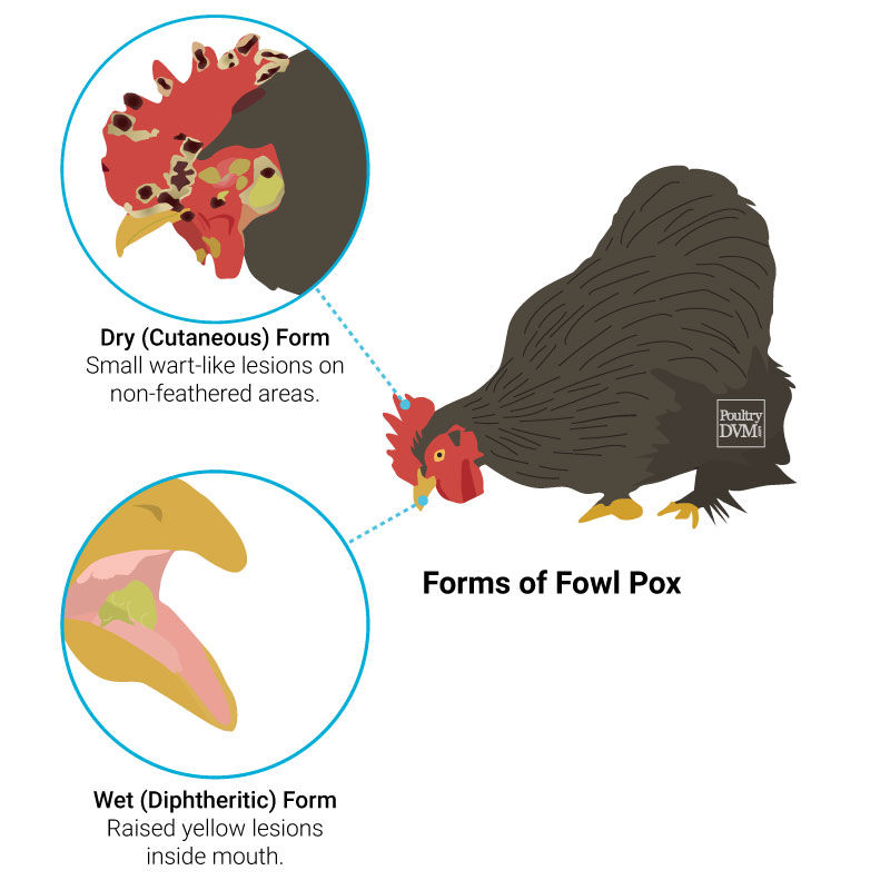 What You Need to Know About Fowl Pox!