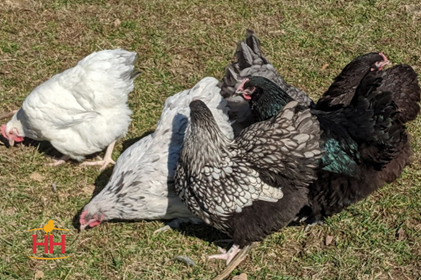 Facts About Rare Chicken Breeds – Flockjourney