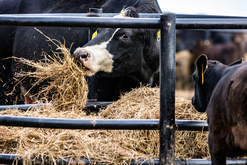 A Forages Primer - Growing Hay, Silage and Pasture for Your Livestock