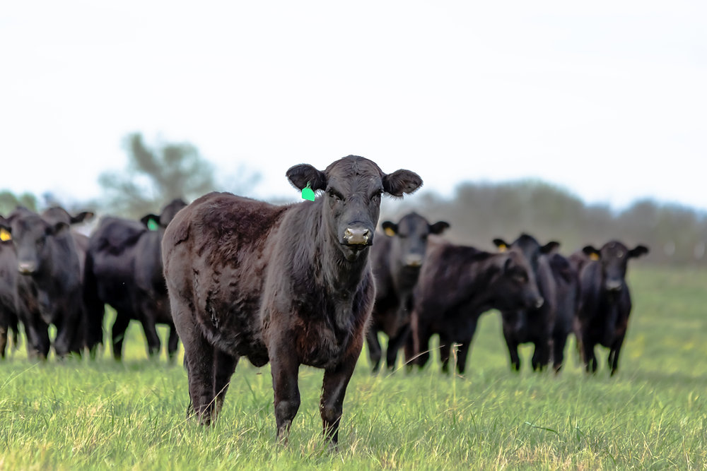 3 Tips for Getting Cows to Cycle with Lower Body Condition Scores ...