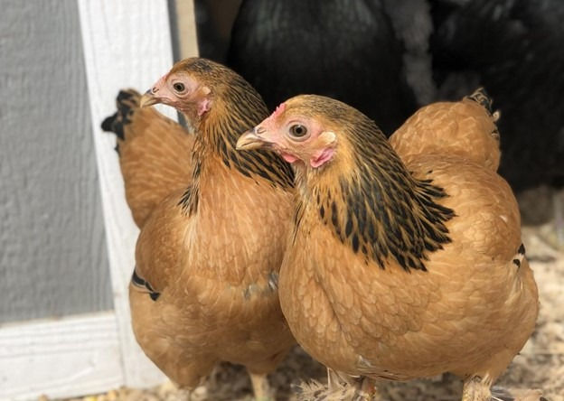 CHICKEN 101 | Strong Animals Chicken Essentials