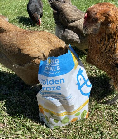 Does Cracked Corn Keep Chickens Warm? – Flockjourney