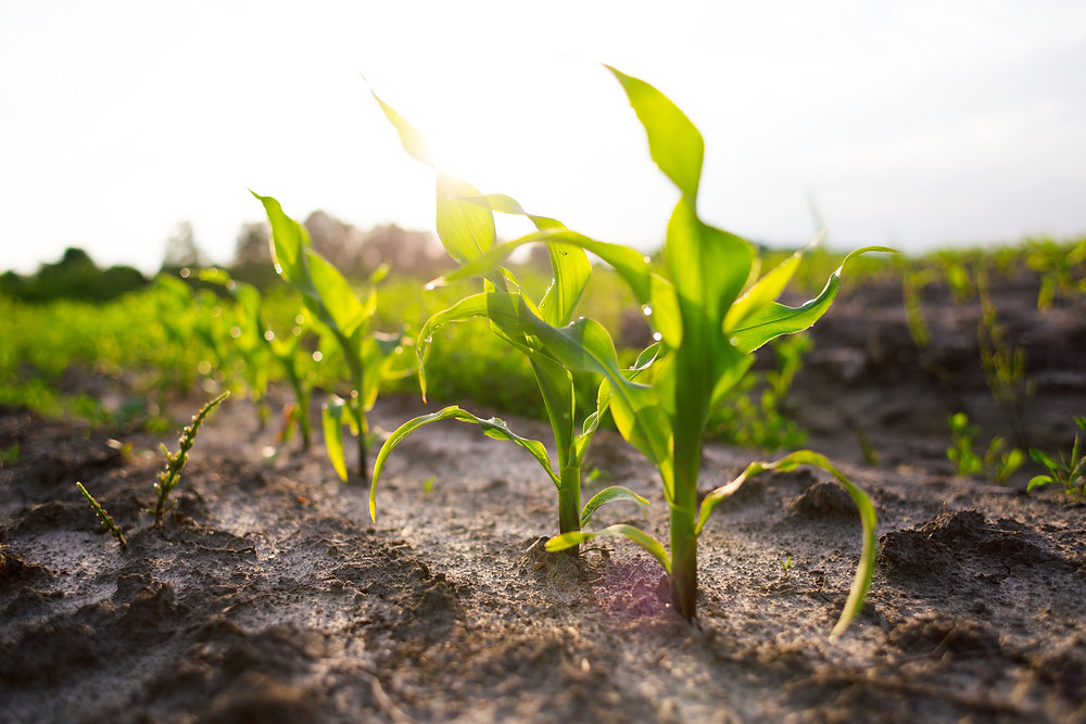 Tips for Tissue Sampling Corn
