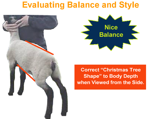 Characteristics for Selecting a Winning Show Sheep