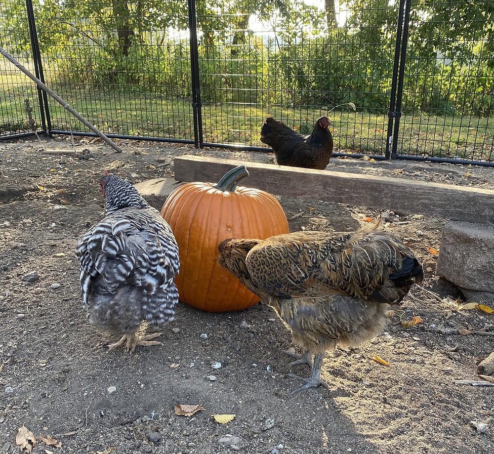Fun Fall Activities for Chickens