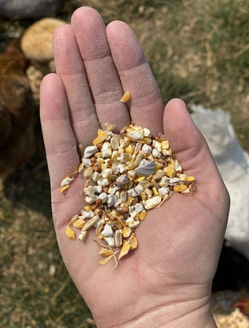 Why Feed Oyster Shells? – Flockjourney