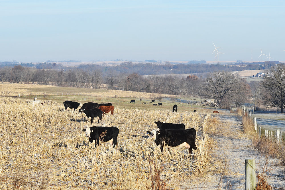 Winter Grazing Cattle to Save on Feed Costs | Ralco Agriculture