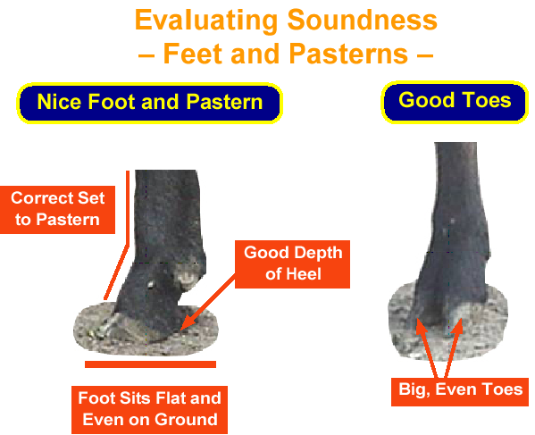 Characteristics for Selecting a Winning Show Sheep