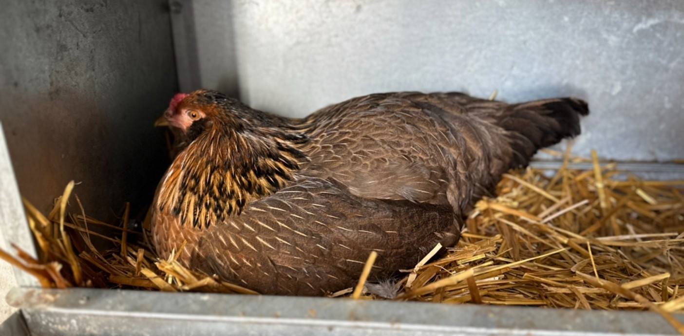 Will Chickens Stop Laying If Coop Is Dirty at Kathleen Dekker blog