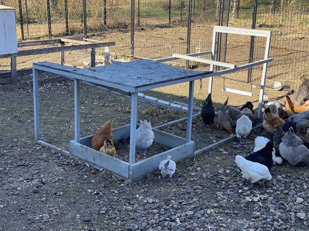 My Favorite Toys for Chickens – Flockjourney
