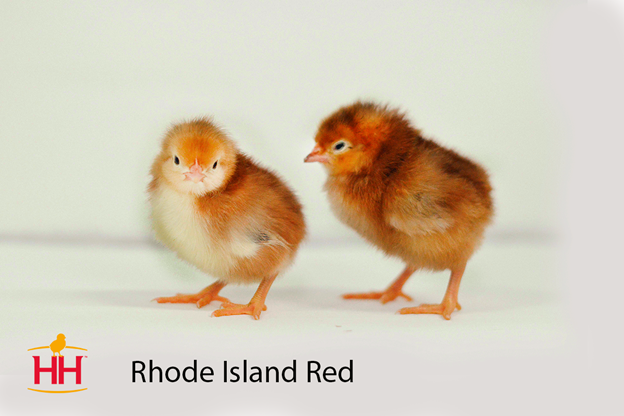 All About the Rhode Island Red Chicken