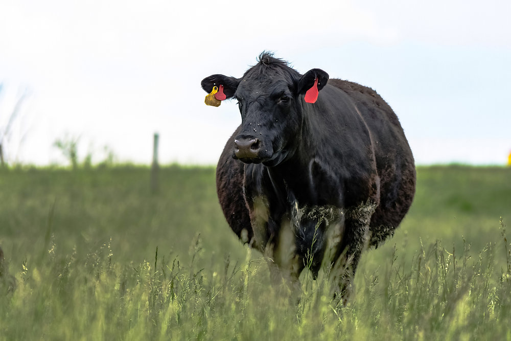 Understanding Fetal Programming in Cattle | Ralco Agriculture Understanding Fetal Programming in Cattle | Ralco Agriculture