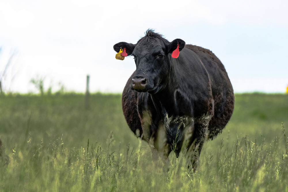 Understanding Fetal Programming in Cattle