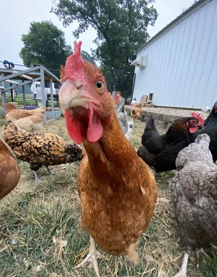 Try the Chicken E-lixir Challenge! – Flockjourney