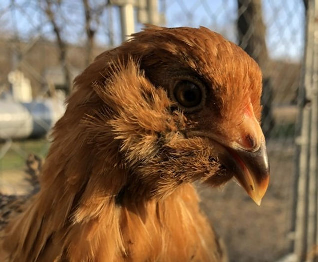 All About the Easter Egger Breed