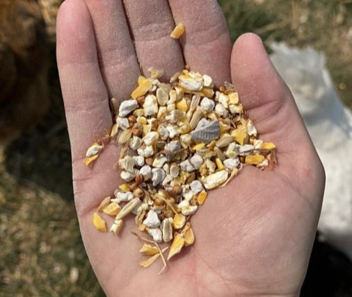 Why Feed Oyster Shells?