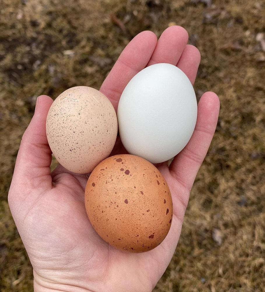 Why Do Chickens Stop Laying Eggs why-do-chickens-stop-laying-eggs