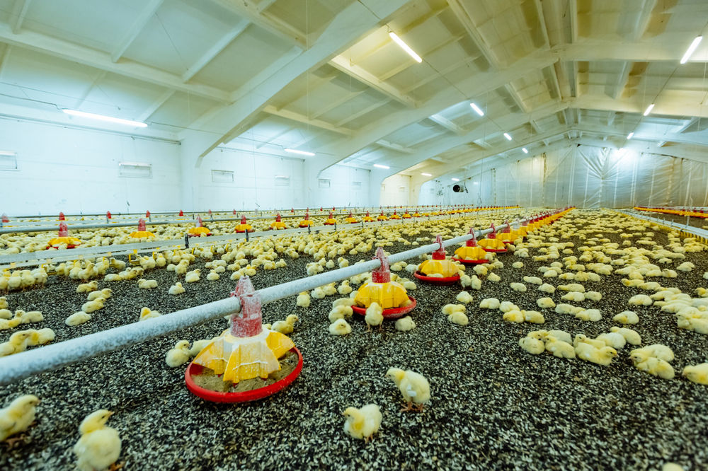 Best Practices for Poultry Litter Management