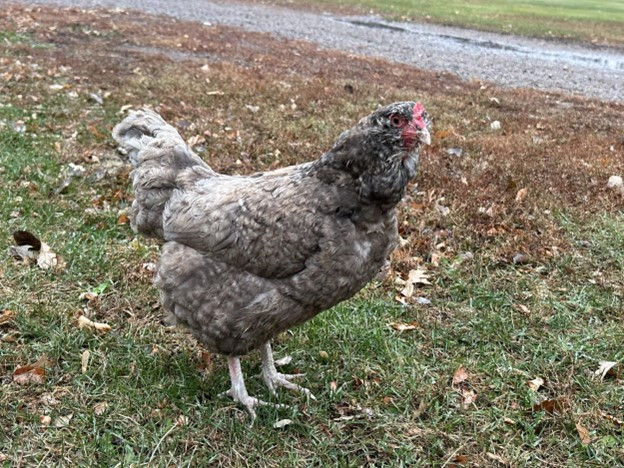 All About the Olive Egger Breed