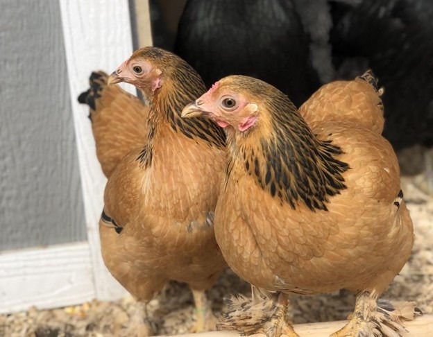 All About Brahma Chickens