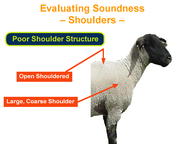 Characteristics for Selecting a Winning Show Sheep
