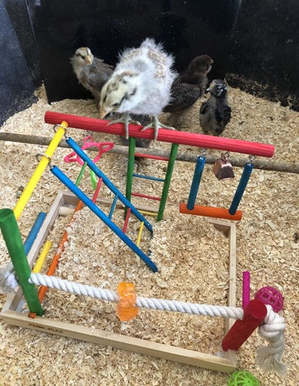 My Favorite Toys for Chickens – Flockjourney