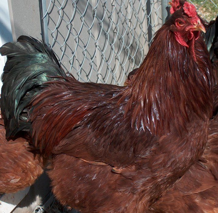 All About the Buckeye Chicken Breed