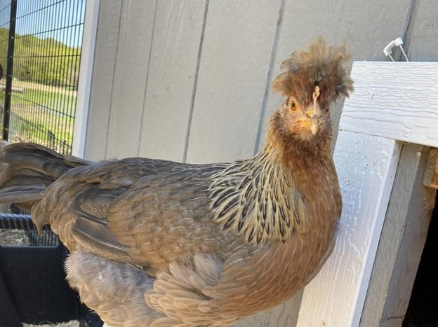 All About the Cream Legbar Breed