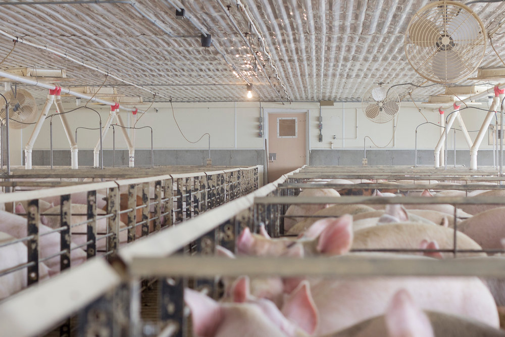 How Ingredient Availability and Pricing Can Impact Your Swine Nutrition ...