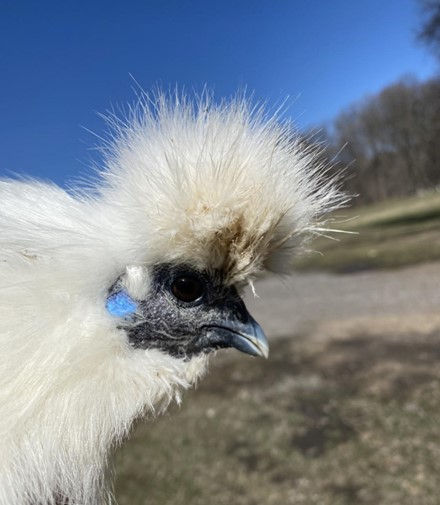 All About Silkie Chickens