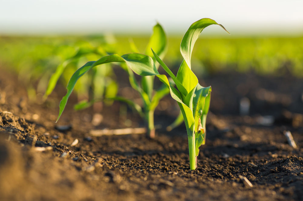Connecting the Dots from Crop Nutrition to Yield