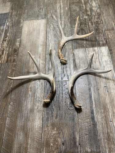 Small Deer Antler. Whole Deer Antler. Craft Antler. Grade A Deer Antler ...