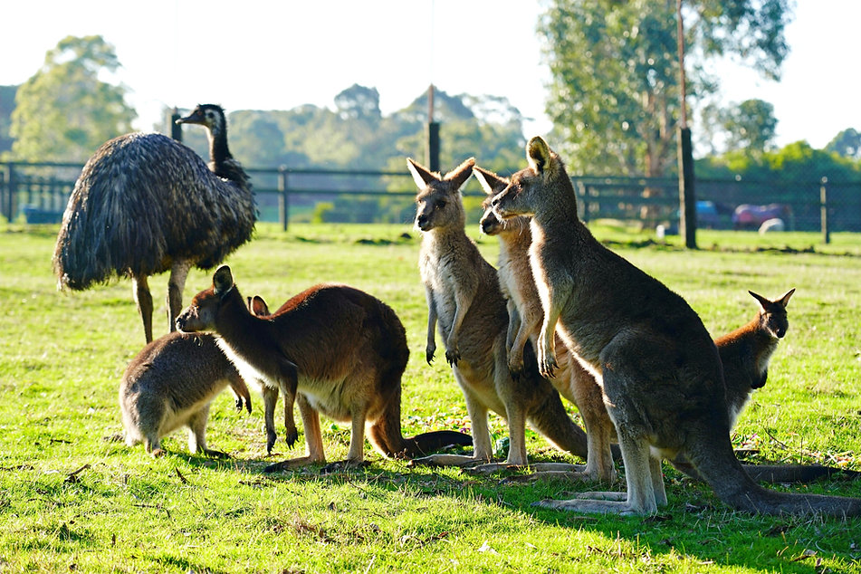 Boutique zoo | The Funky Farm | Hastings