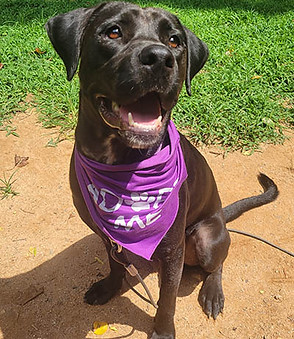 Lab Rescue LRCP | Courtesy Listings