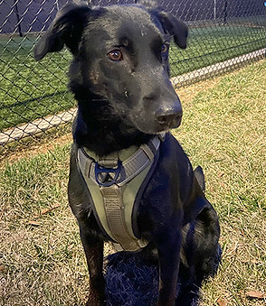 Lab Rescue LRCP | Courtesy Listings