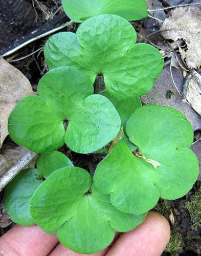 Round Lobed Hepatica, Hepatica americana | Cliffcrest Butterfly