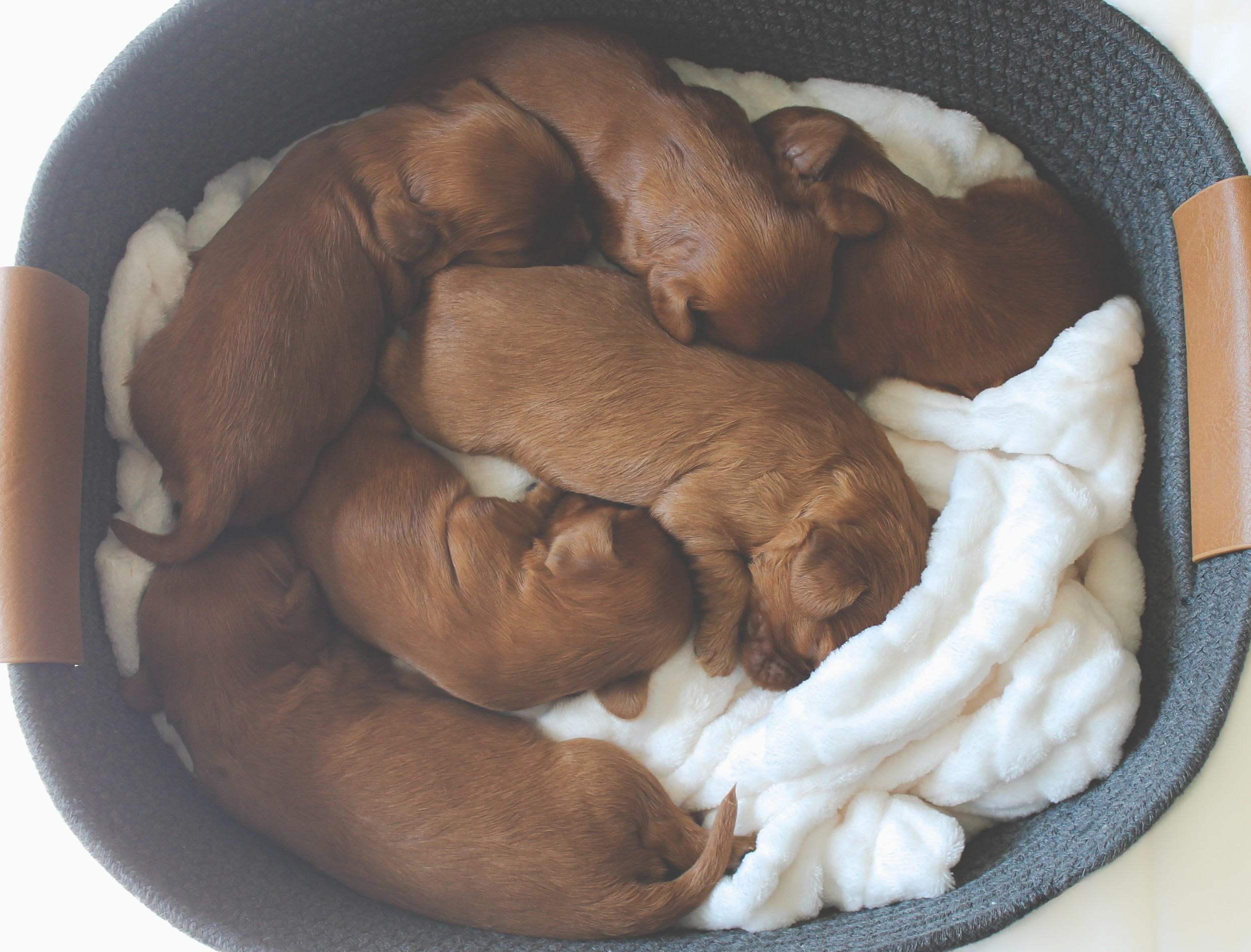 Available Puppies | Golden Hour Cavapoos | Cypress