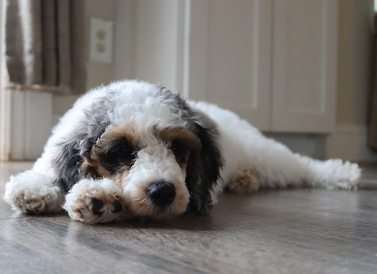 Available Puppies | Golden Hour Cavapoos | Cypress