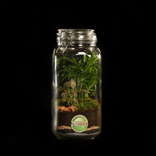 Terrarium - "Sunset" | Nature&Co
