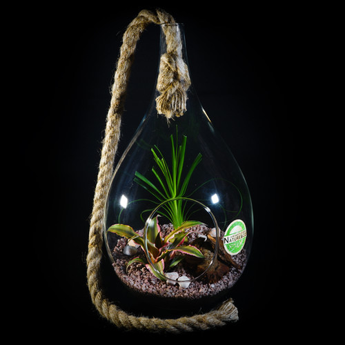 Terrarium suspendu - "Mirage" | Nature&Co