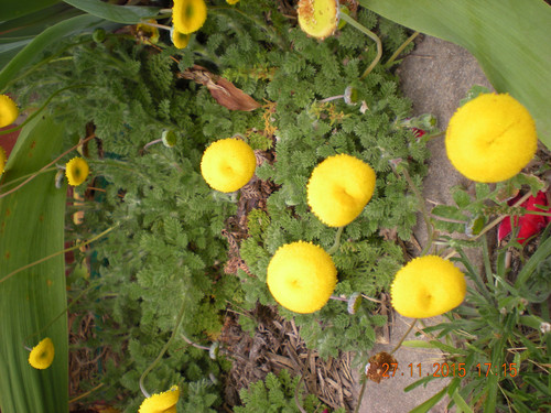 Cotula sericea | botanical-treasures