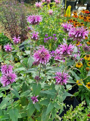 Monarda 'Mohawk' | Botanical Treasures