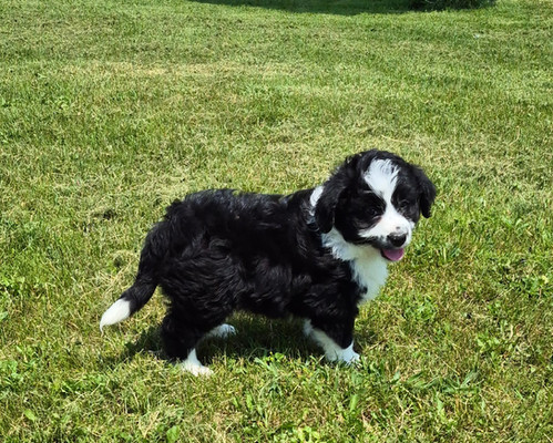 Mini Aussie Doodle | Rocky Ridge Kennel