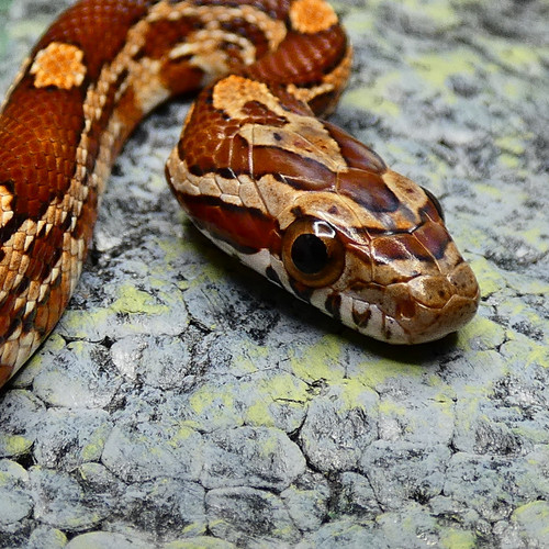 2021 Female Classic Cornsnake | Nightshade