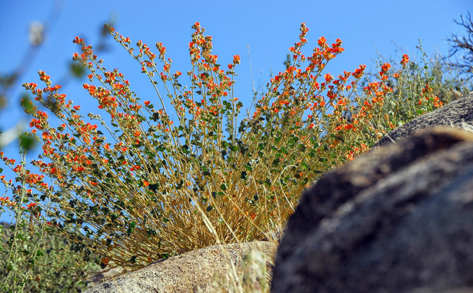 Desert Globe Mallow Sphaeralcea ambigua at Native Plant Nursery ...